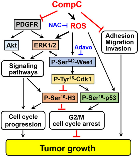 Compound C Inhibits Renca Renal Epithelial Carcinoma Growth in ...