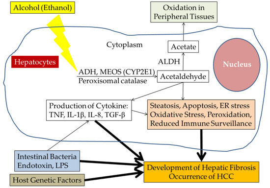 Molecular Changes in Relation to Alcohol Consumption and Hepatocellular ...
