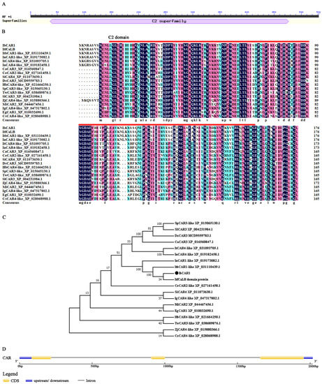 IJMS | Free Full-Text | A C2-Domain Abscisic Acid-Related Gene, IbCAR1 ...