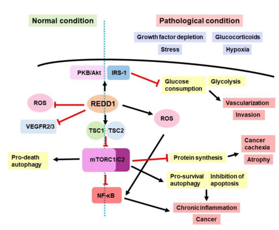 Nutritional Sensor REDD1 in Cancer and Inflammation: Friend or Foe?