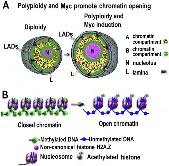 Polyploidy and Myc Proto-Oncogenes Promote Stress Adaptation via Epigenetic Plasticity and Gene ...