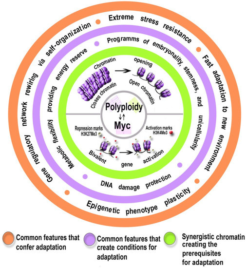Polyploidy and Myc Proto-Oncogenes Promote Stress Adaptation via ...
