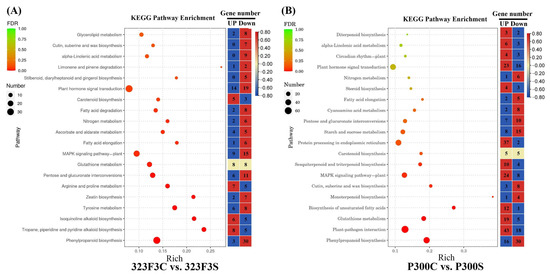 Comparative Physiological and Transcriptomic Analyses of Two Contrasting Pepper Genotypes under ...