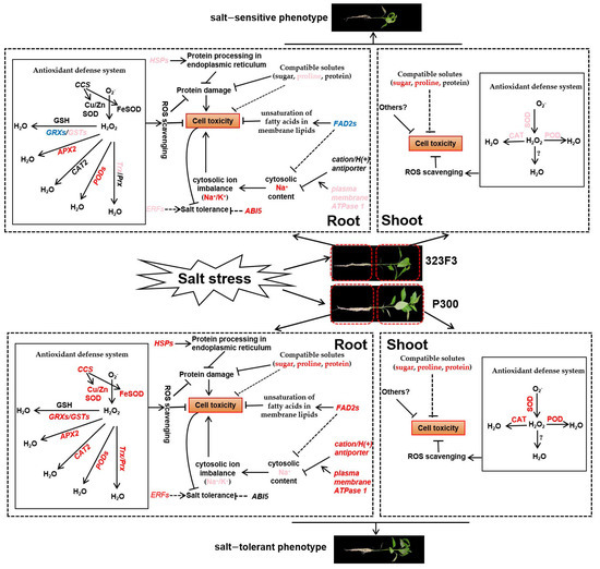 Comparative Physiological and Transcriptomic Analyses of Two Contrasting Pepper Genotypes under ...