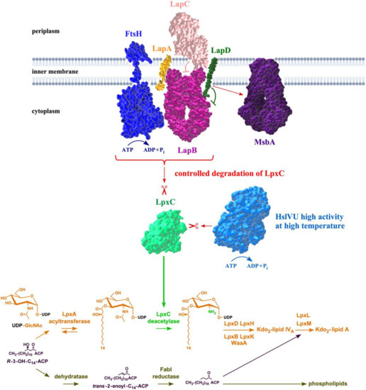 IJMS | Free Full-Text | A New Factor LapD Is Required for the ...
