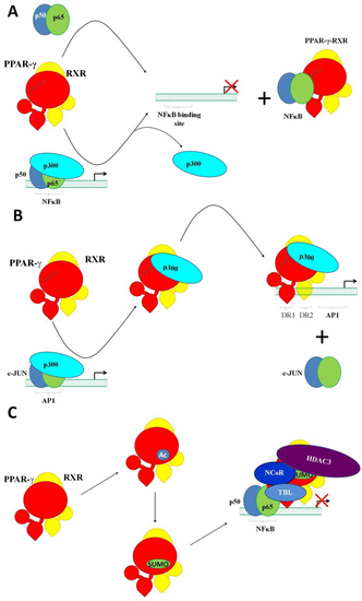 Ijms Free Full Text The Role Of Transcription Factor Ppar γ In The