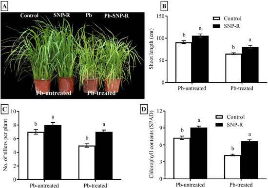 Exogenously Applied Sodium Nitroprusside Mitigates Lead Toxicity in ...
