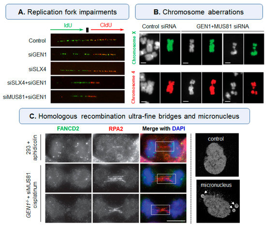 DNA Holliday Junction: History, Regulation and Bioactivity