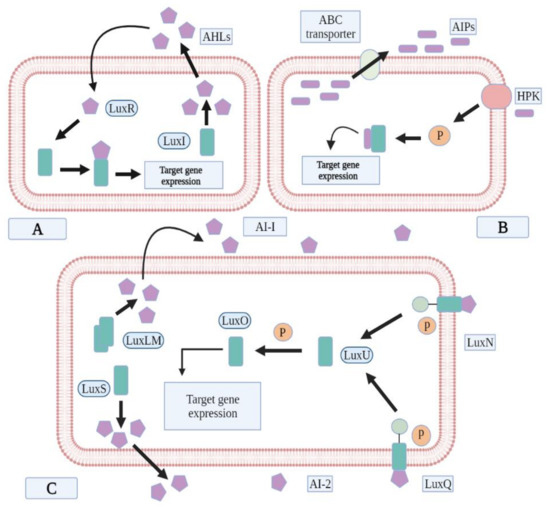 Exploring the Function of Quorum Sensing Regulated Biofilms in ...