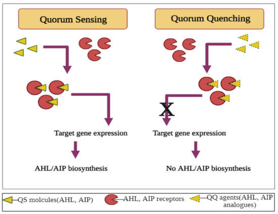 Exploring the Function of Quorum Sensing Regulated Biofilms in ...