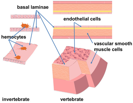 Immune Function of Endothelial Cells: Evolutionary Aspects, Molecular ...