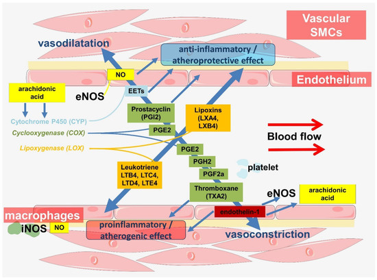 Immune Function of Endothelial Cells: Evolutionary Aspects, Molecular ...