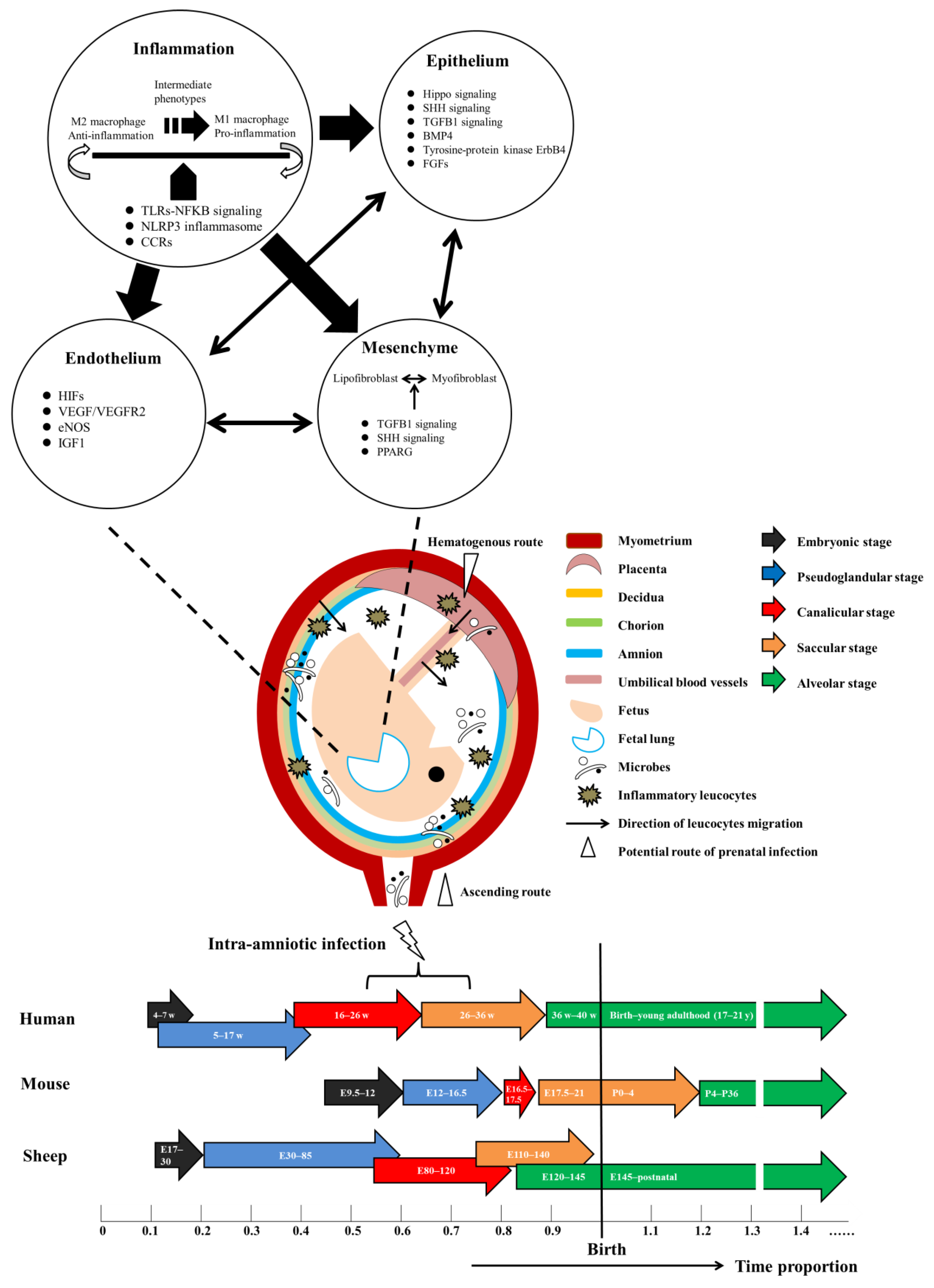 IJMS | Free Full-Text | Insights into the Black Box of Intra-Amniotic Infection and Its Impact ...