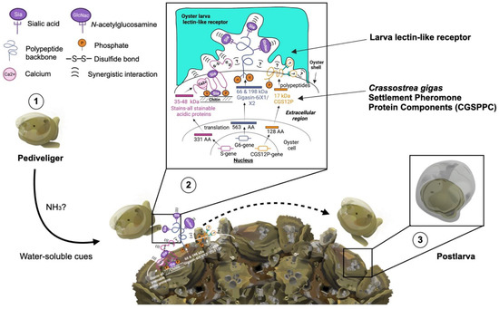 Identification and Characterization of the Larval Settlement Pheromone ...