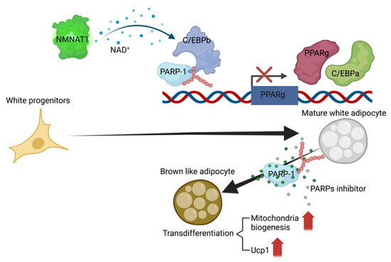 A Double-Edged Sword: The Two Faces of PARylation