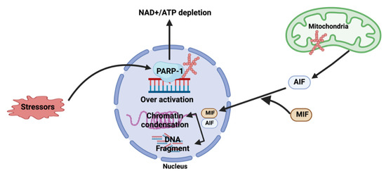 A Double-Edged Sword: The Two Faces of PARylation