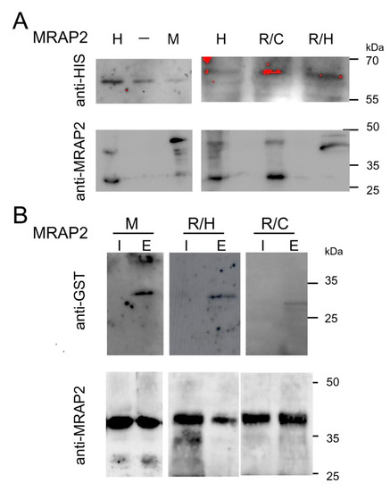 Arginine 125 Is an Essential Residue for the Function of MRAP2