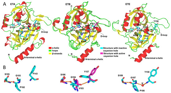 Staphylococcus aureus Exfoliative Toxin E, Oligomeric State and Flip of ...