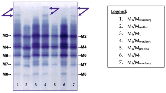 IJMS | Free Full-Text | Improving the Laboratory Diagnosis of M-like ...