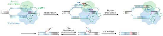 Prime Editing: An All-Rounder for Genome Editing