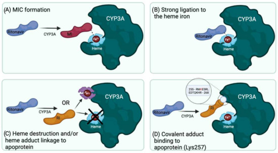 IJMS | Free Full-Text | The Mechanism-Based Inactivation of CYP3A4 by ...