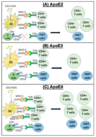 IJMS | Free Full-Text | Apolipoprotein E in Cardiometabolic and ...
