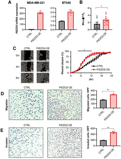 Mechano-Sensing Channel PIEZO2 Enhances Invasive Phenotype in Triple ...