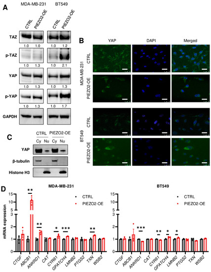 Mechano-Sensing Channel PIEZO2 Enhances Invasive Phenotype in Triple ...