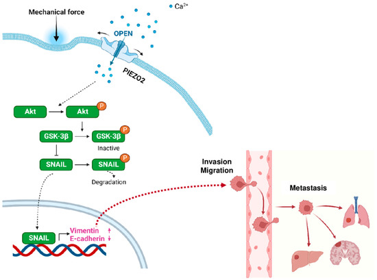 Mechano-Sensing Channel PIEZO2 Enhances Invasive Phenotype in Triple ...