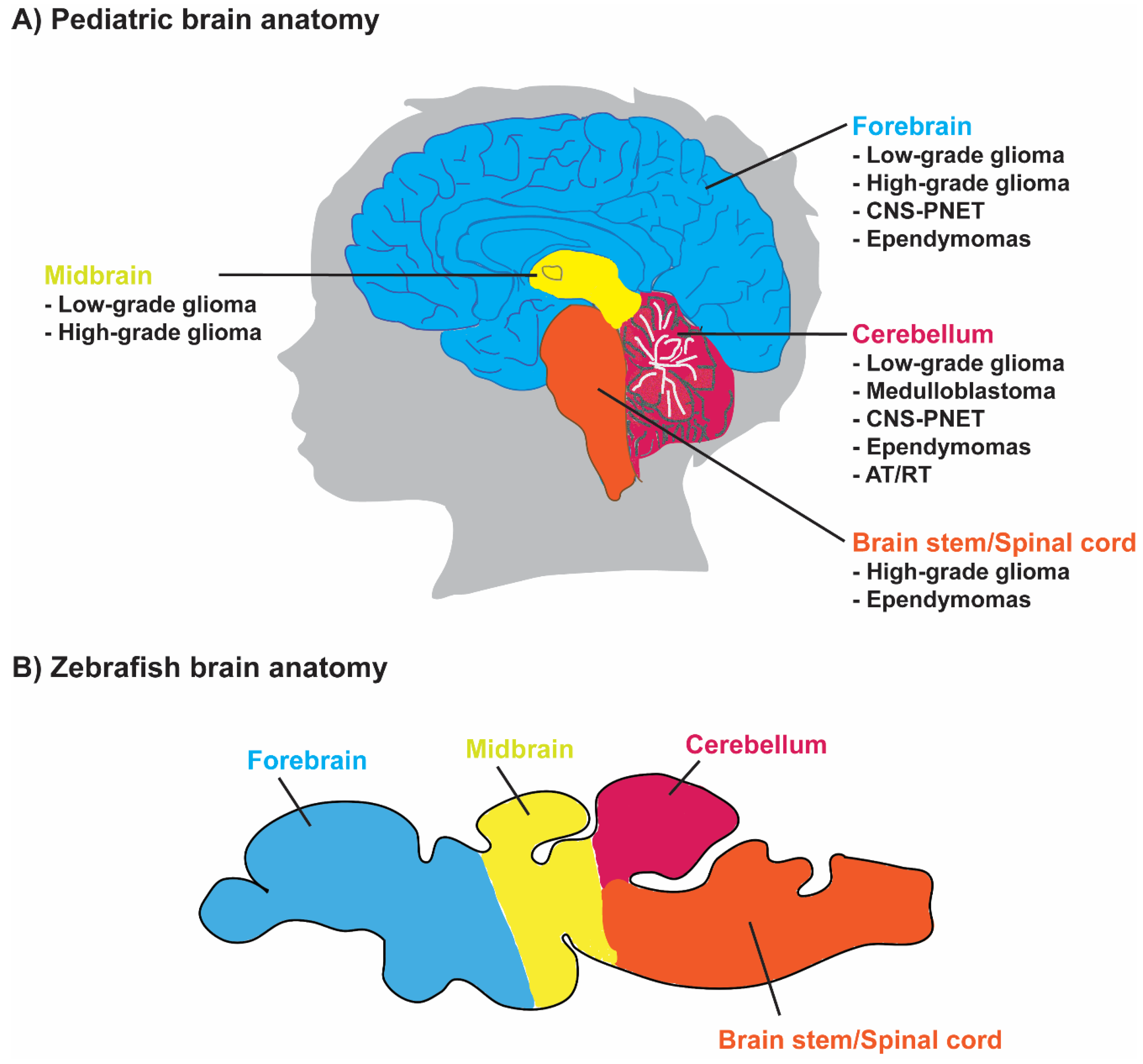 Lower Brain Diagram
