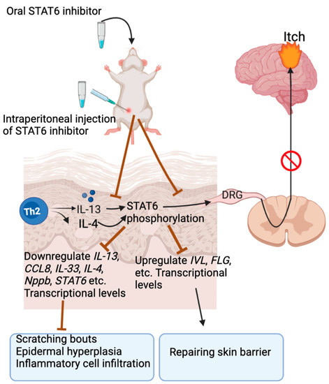 Critical Players and Therapeutic Targets in Chronic Itch