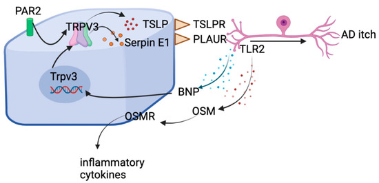 Critical Players and Therapeutic Targets in Chronic Itch