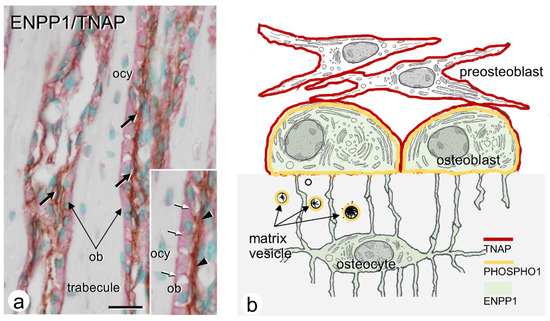 Matrix Vesicle-Mediated Mineralization and Osteocytic Regulation of ...