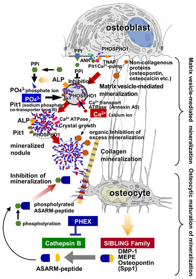Matrix Vesicle-Mediated Mineralization and Osteocytic Regulation of ...