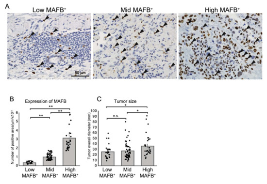 Transcription Factor MAFB as a Prognostic Biomarker for the Lung ...