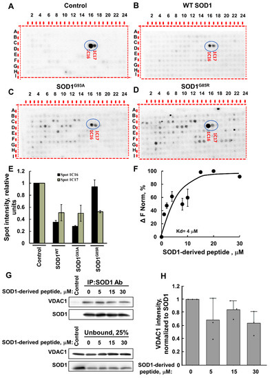 Targeting the Mitochondrial Protein VDAC1 as a Potential Therapeutic ...