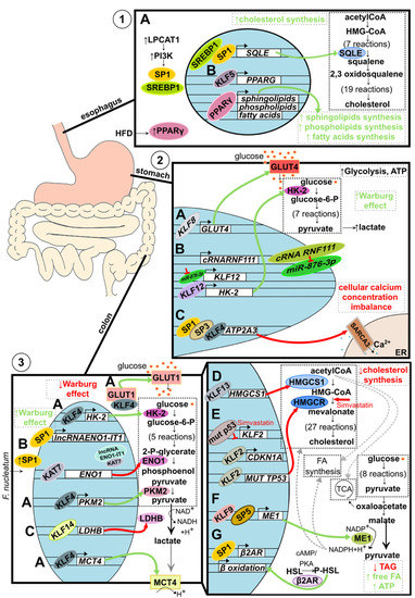 IJMS | Free Full-Text | SP and KLF Transcription Factors in Cancer Metabolism