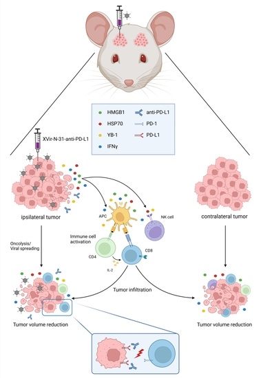 IJMS | Free Full-Text | The Oncolytic Adenovirus XVir-N-31, in ...