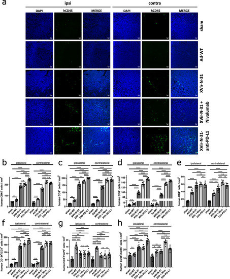 The Oncolytic Adenovirus XVir-N-31, in Combination with the Blockade of ...