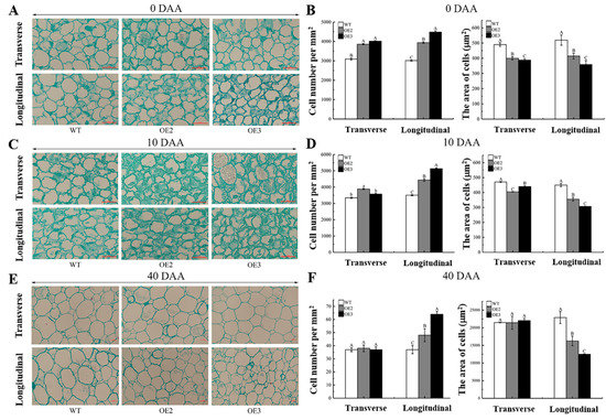 Ectopic Expression of CsSUN in Tomato Results in Elongated Fruit Shape ...