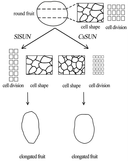 Ectopic Expression of CsSUN in Tomato Results in Elongated Fruit Shape ...