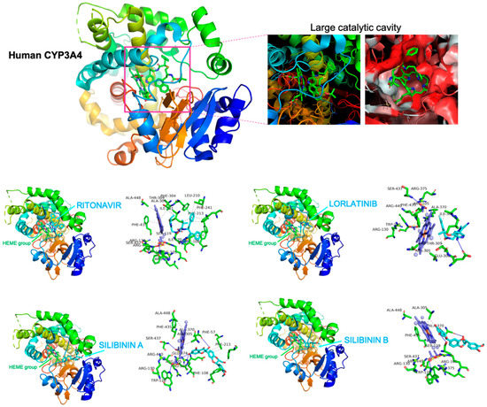 Silibinin Suppresses the Hyperlipidemic Effects of the ALK-Tyrosine ...
