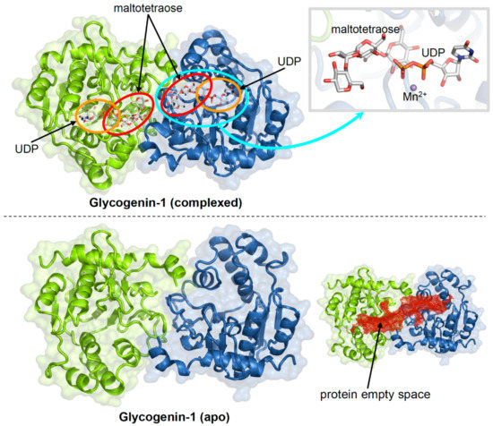 Pathomorphogenesis of Glycogen-Ground Glass Hepatocytic Inclusions ...