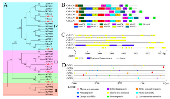 Genome-Wide Identification of Polyamine Oxidase (PAO) Family Genes ...