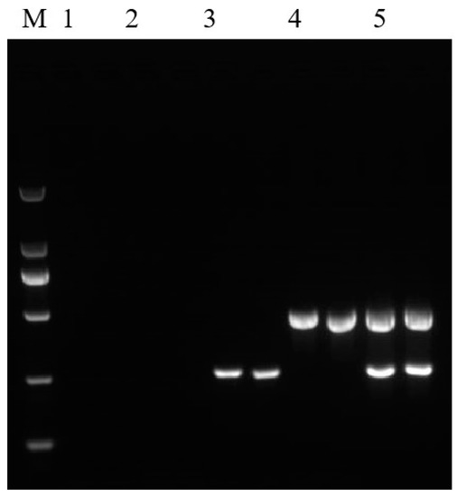 Qualitative and Quantitative Real-Time PCR Methods for Assessing False ...