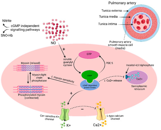 Molecular Pathways in Pulmonary Arterial Hypertension