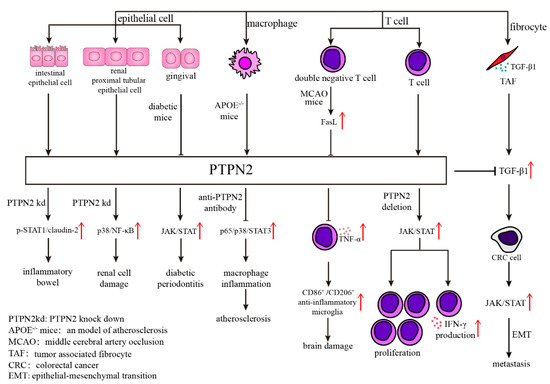 PTPN2 in the Immunity and Tumor Immunotherapy: A Concise Review
