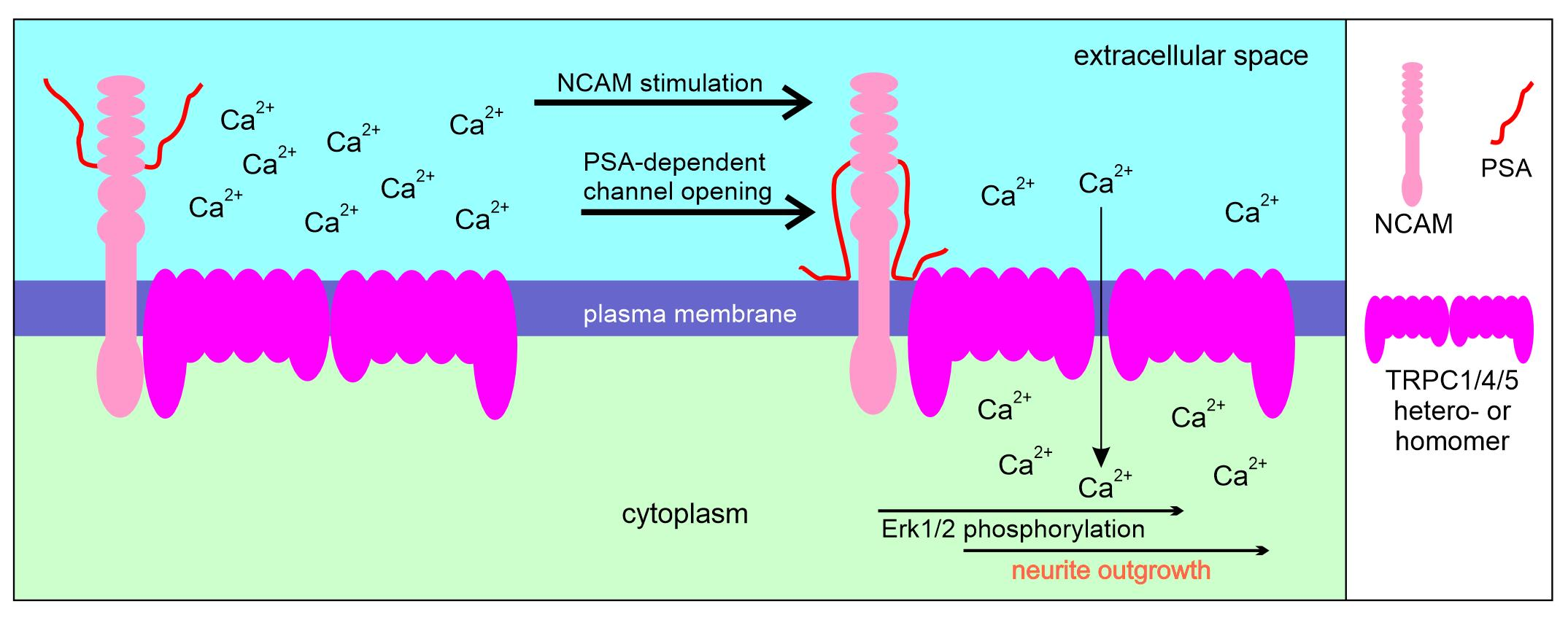 IJMS | Free Full-Text | Interactions between the Polysialylated Neural ...