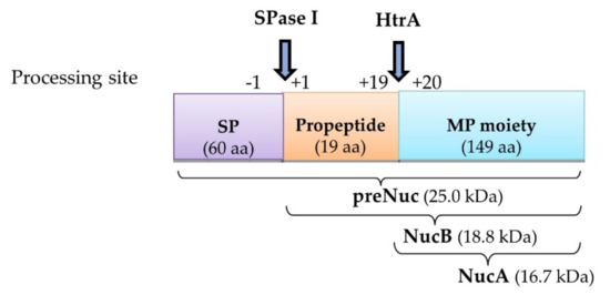 Optimization of Signal Peptide via Site-Directed Mutagenesis for ...