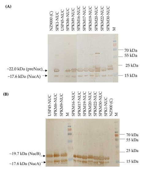 Optimization of Signal Peptide via Site-Directed Mutagenesis for ...